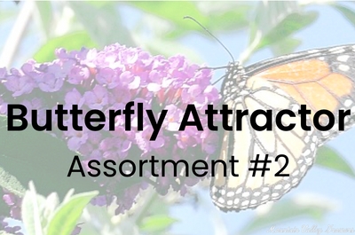 Butterfly Attractor Assortment #2 - 3 plants of 12 varieties organic ...
