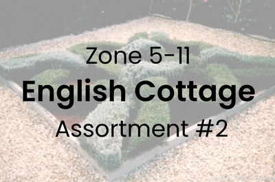 English Cottage Garden Assortment Zones 5-11 #2 - 3 plants of 12 ...