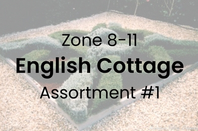 English Cottage Garden Assortment Zones 8-11 #1 - 6 plants of 6 ...