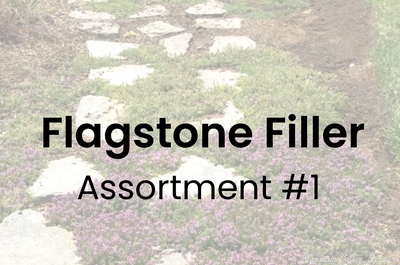 Flagstone Filler Assortment #1 - 6 plants of 6 varieties organic plant ...