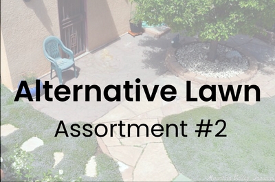 Alternative Lawn Assortment #2 - 12 plants of 3 varieties organic plant ...