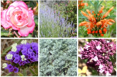 Crafter's Herb Garden Zones 8-11 organic plant collection from Mountain ...