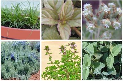 Gourmet Herb Garden organic plant collection from Mountain Valley Growers