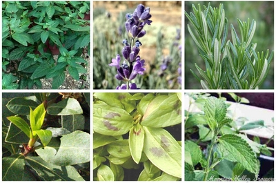 International Herb Garden organic plant collection from Mountain Valley ...