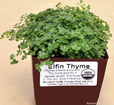 Organic Thymus Elfin Thyme Plants from Mountain Valley Growers